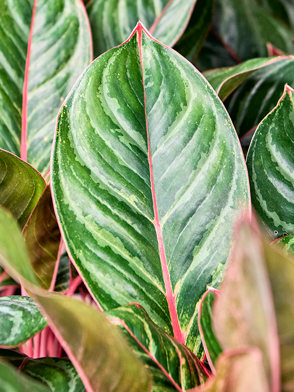 Aglaonema 'Princess' - Cvetličarna SOPEK.SI - Trgovina z lončnicami ...