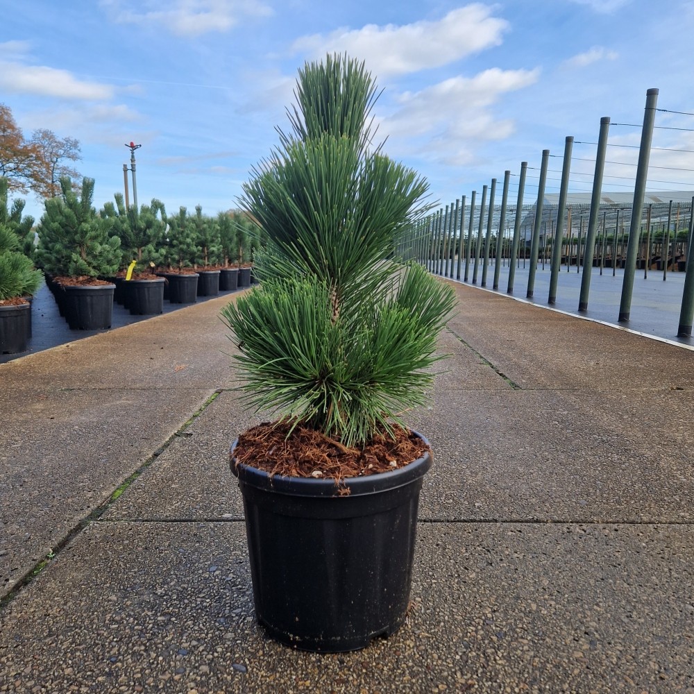 Pinus thunbergii Thunderhead - Cvetličarna SOPEK.SI - Trgovina z ...
