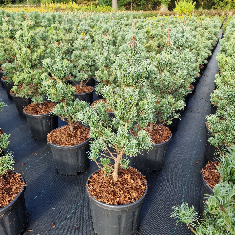 Pinus parviflora Bonnie Bergman - Cvetličarna SOPEK.SI - Trgovina z ...